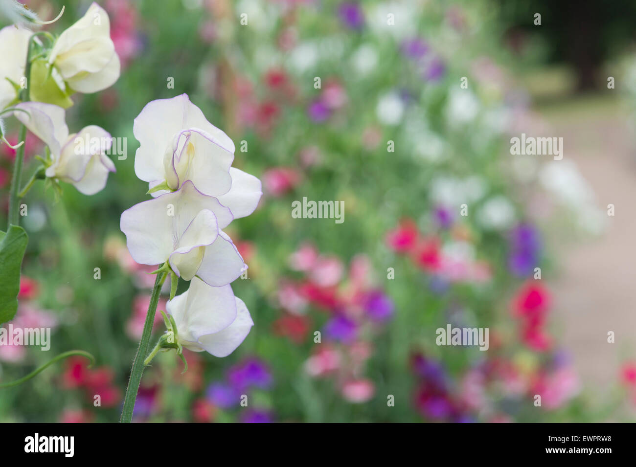 Lathyrus odoratus, Sweet pea 'High Scent' flowers Stock Photo - Alamy