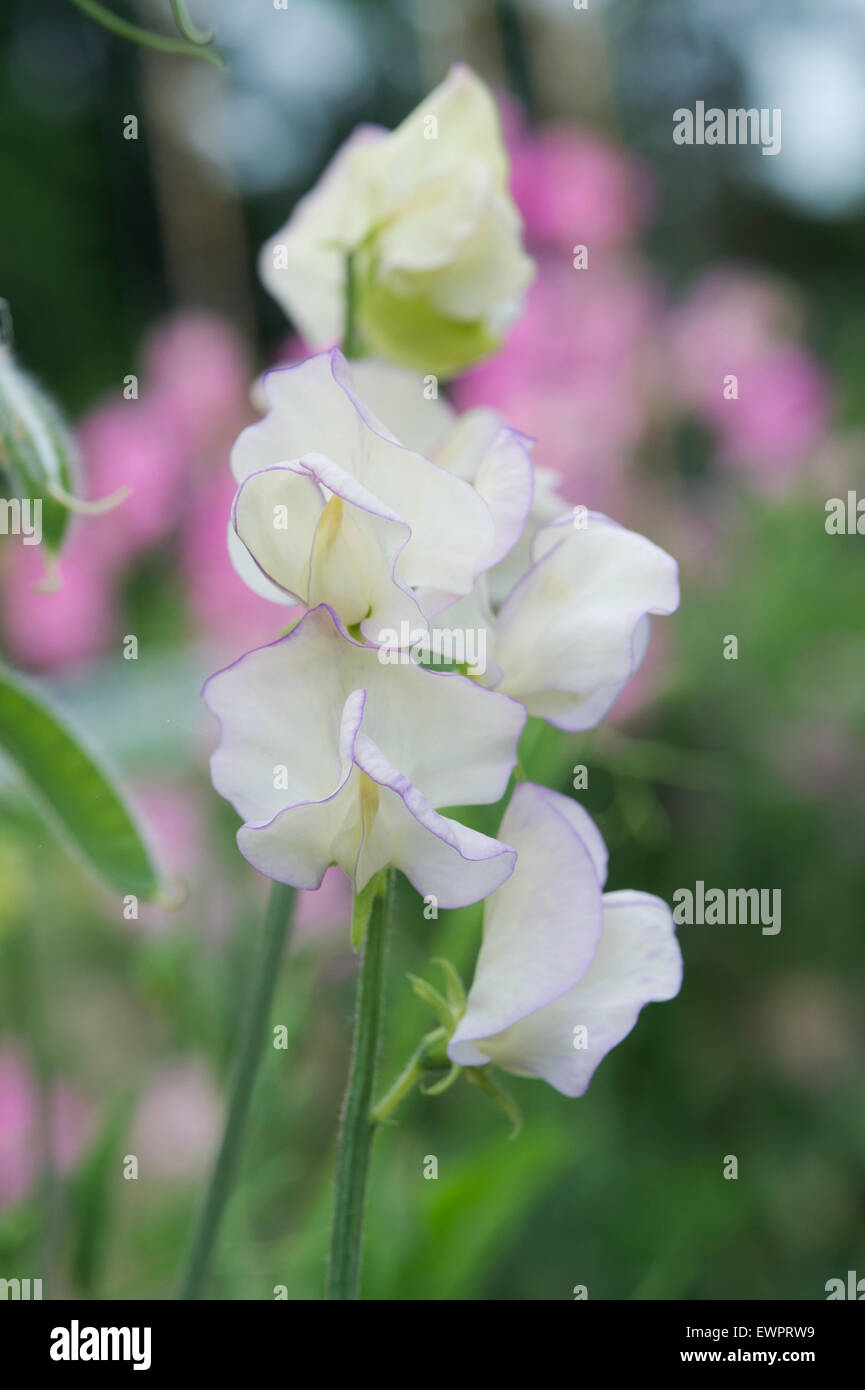 Lathyrus odoratus, Sweet pea 'High Scent' flowers Stock Photo - Alamy
