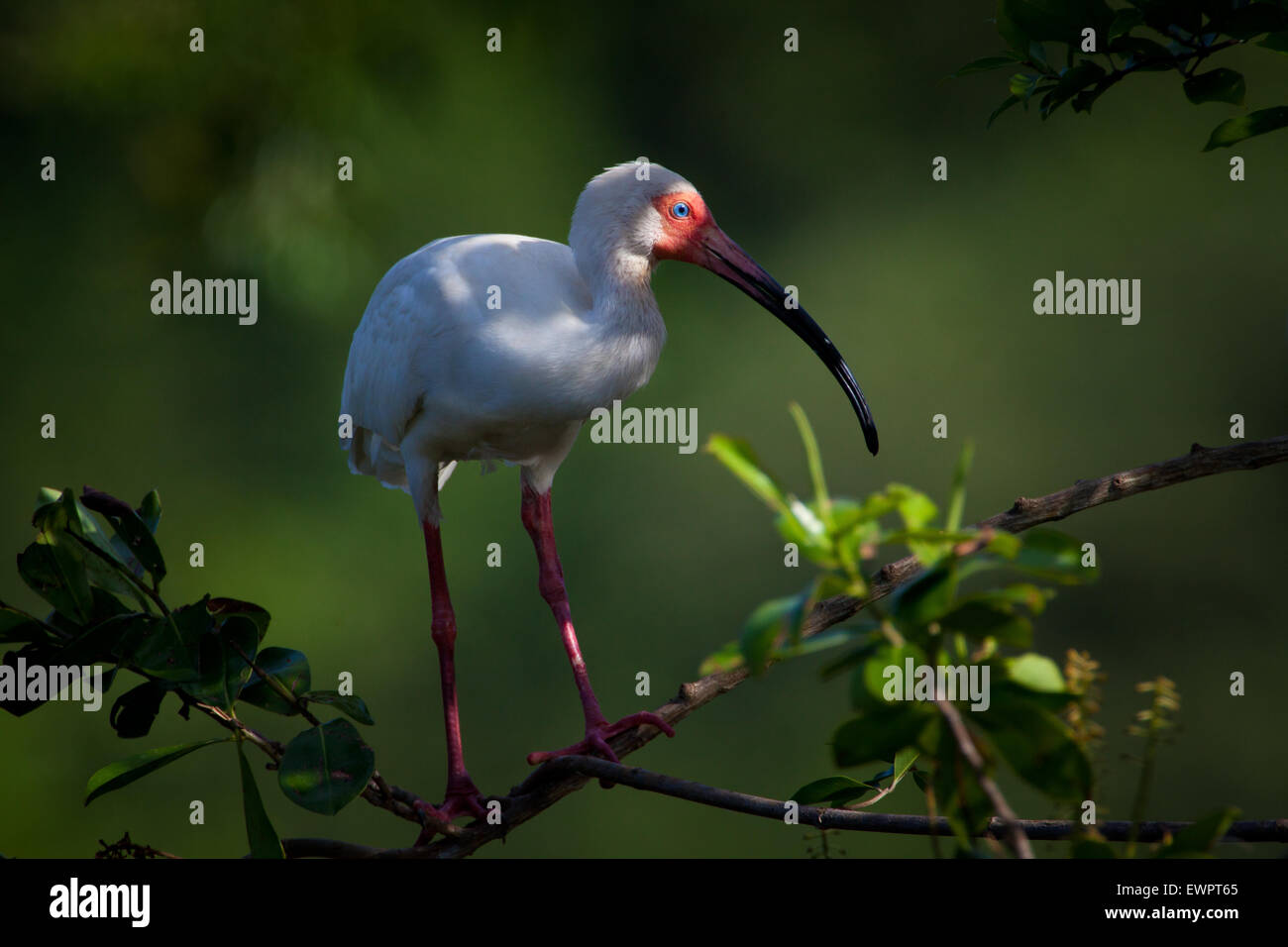 White Ibis, Eudocimus albus, at Quebro in the Veraguas province ...