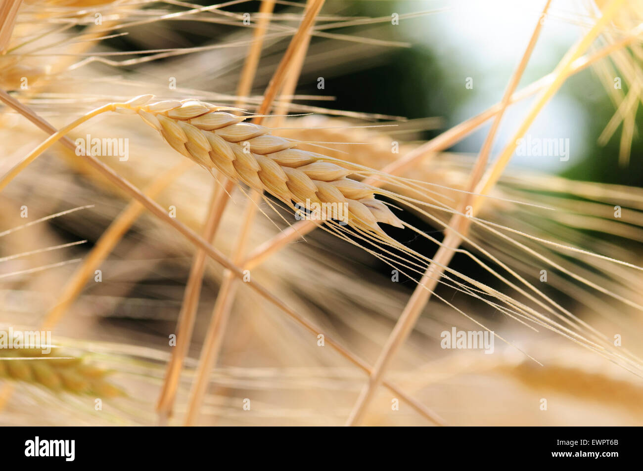 Triticum cultivated emmer wheat hi-res stock photography and images - Alamy