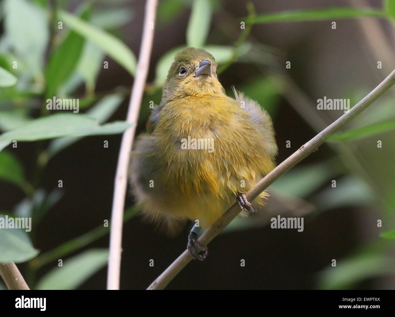 Female painted bunting hi-res stock photography and images - Alamy