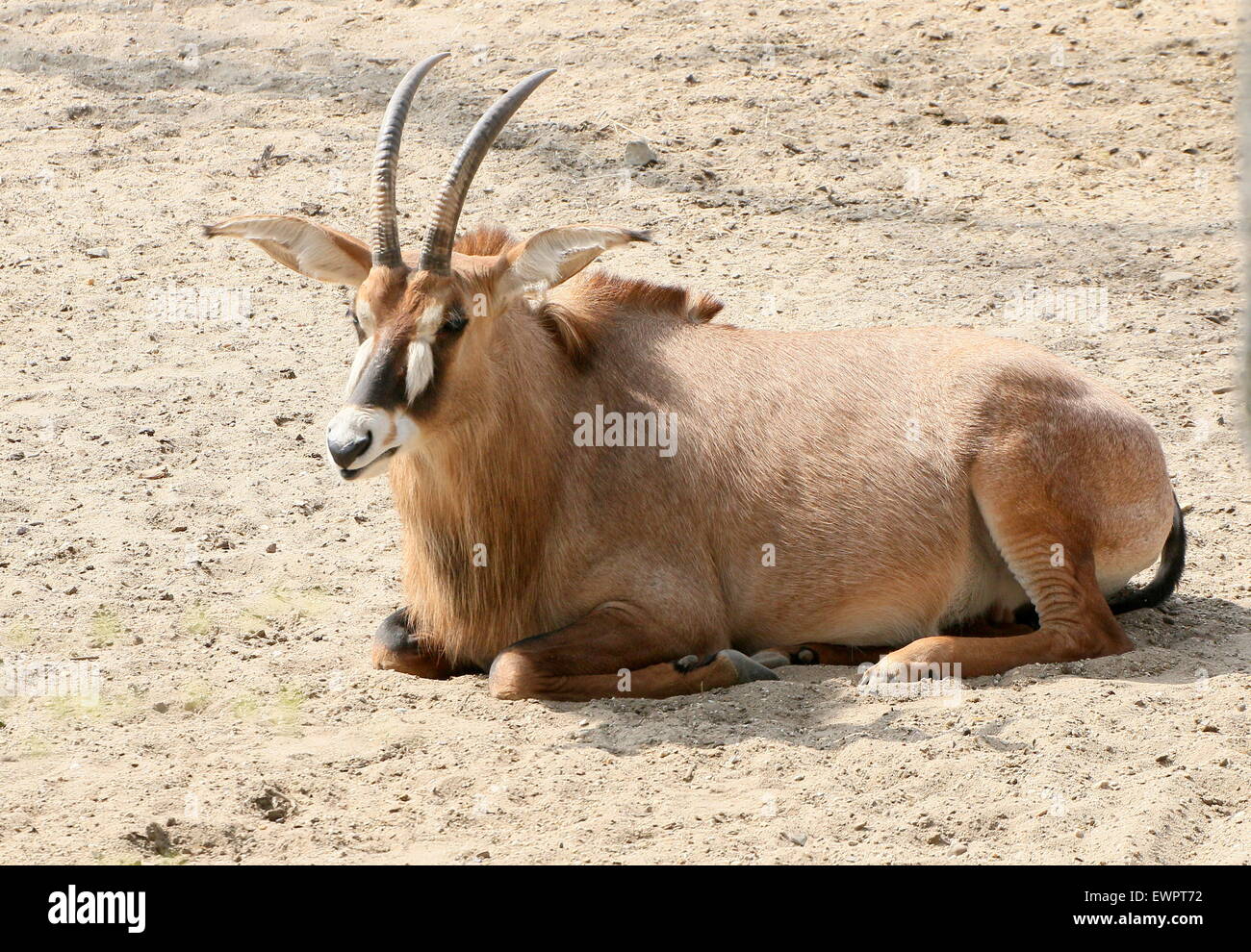 Roan antelope (Hippotragus equinus) resting in the sun Stock Photo - Alamy