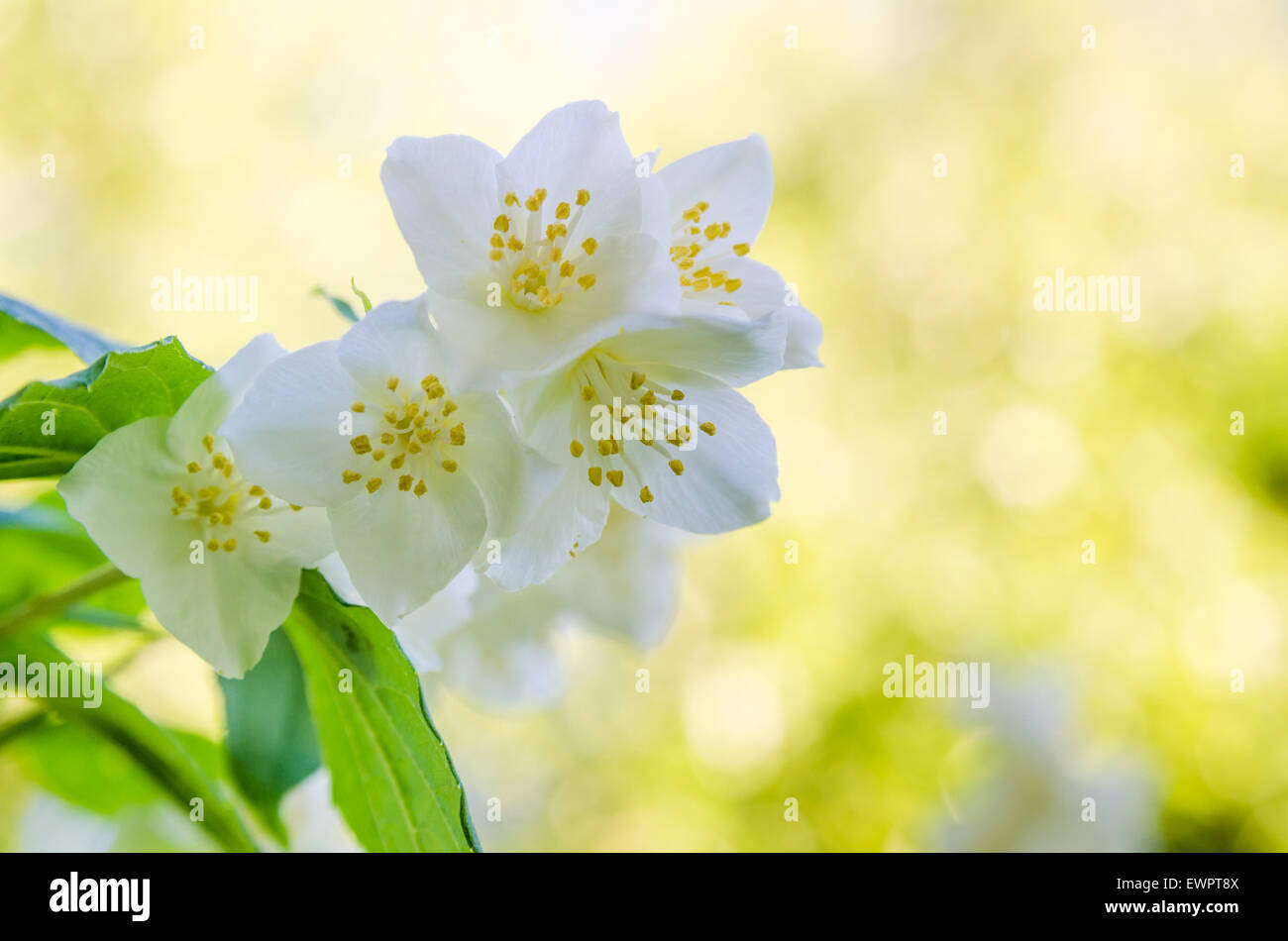 Blooming jasmine bush, close-up Stock Photo - Alamy