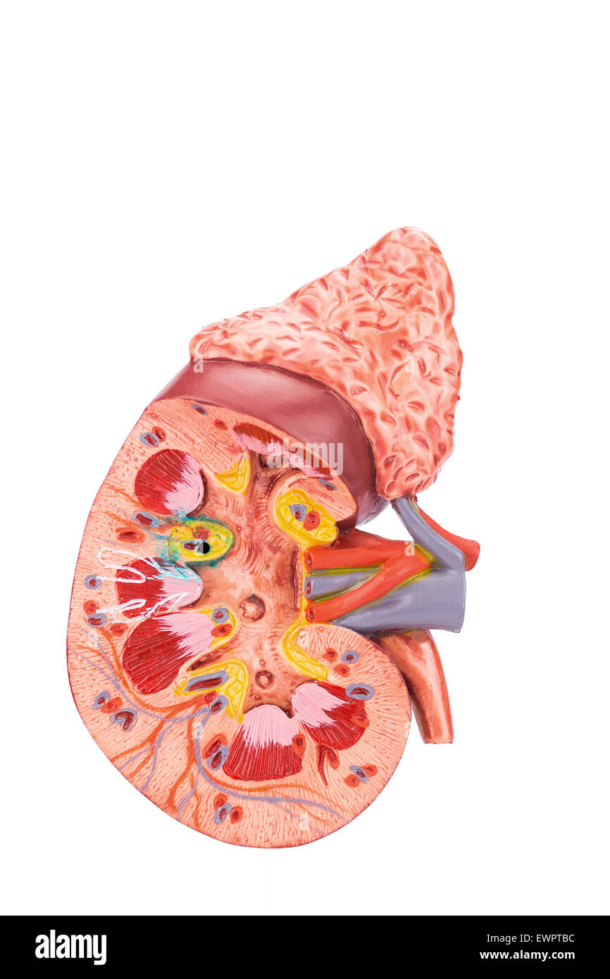 Model human kidney cross section inside. For education in high school ...