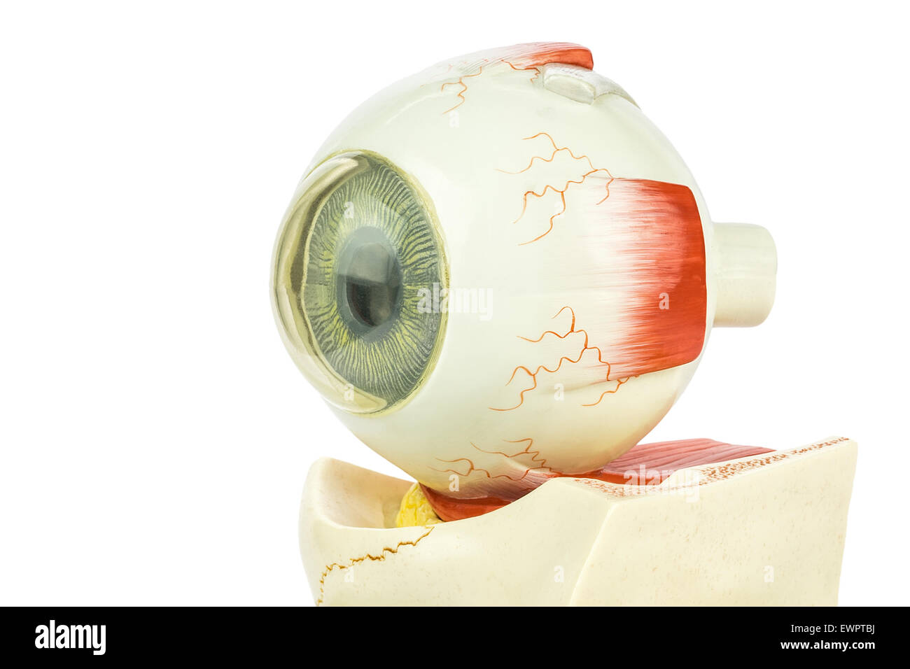 Artificial model of human eye for education in high school isolated on ...