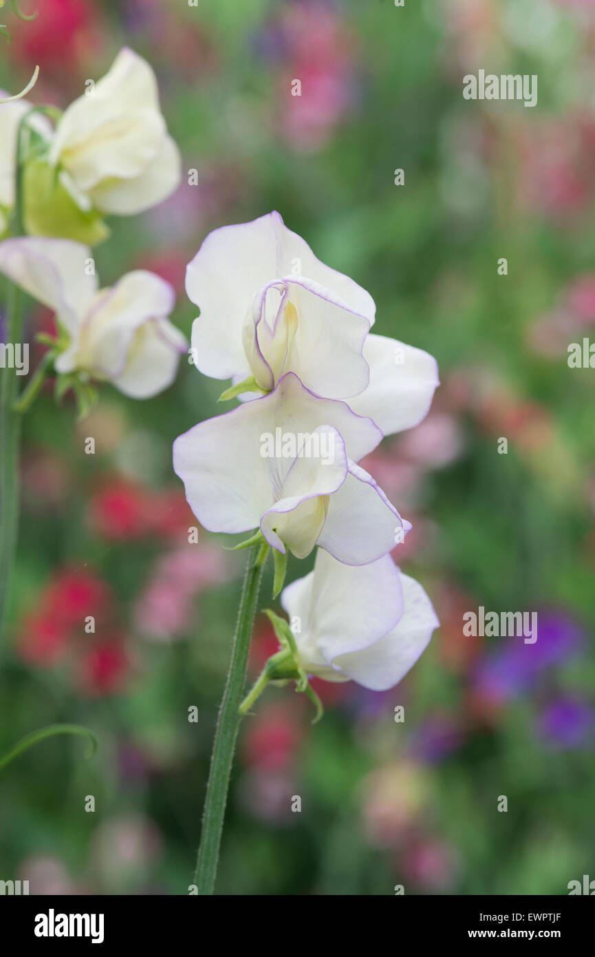 Lathyrus odoratus, Sweet pea 'High Scent' flowers Stock Photo - Alamy
