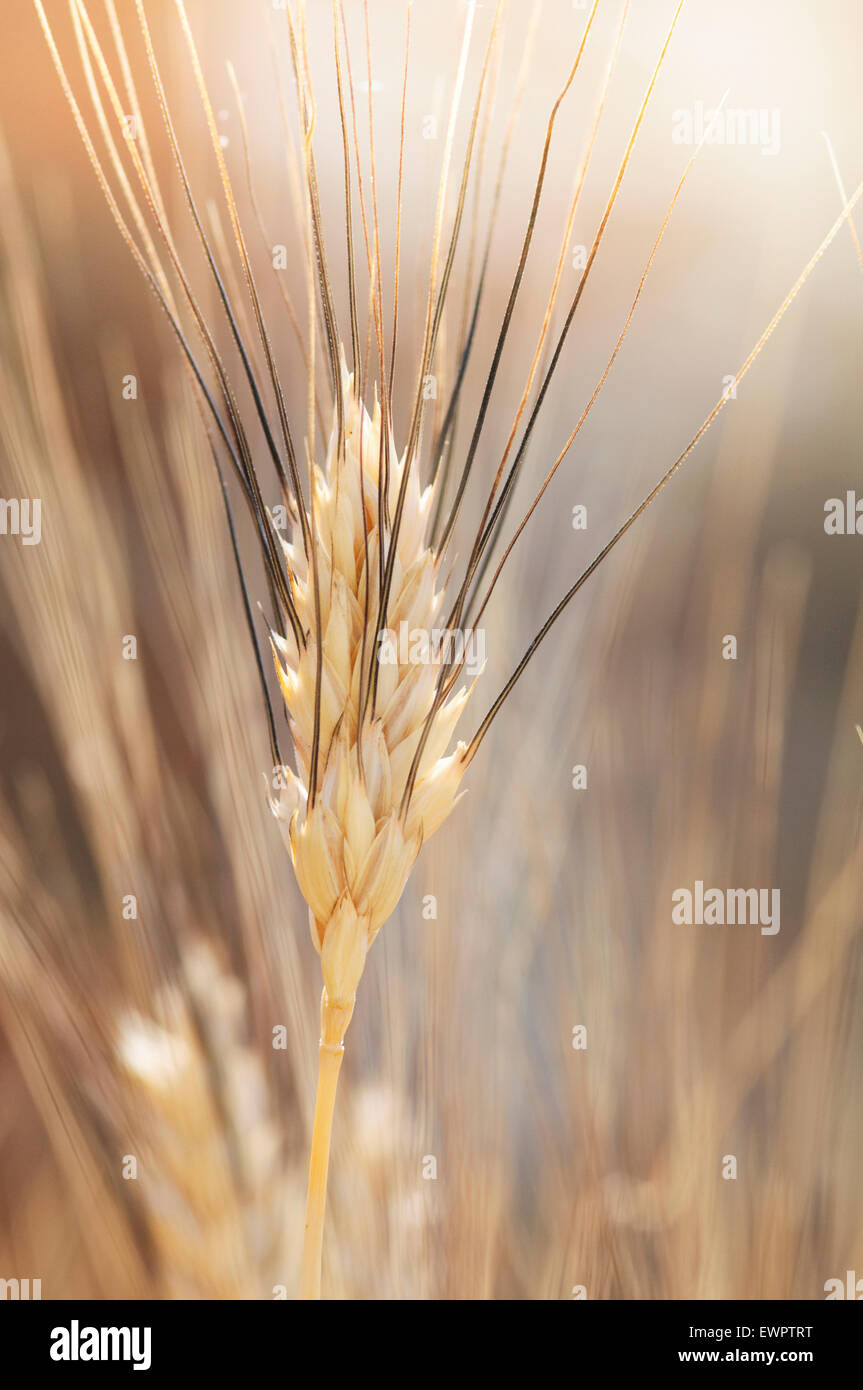 Durum wheat hi-res stock photography and images - Alamy