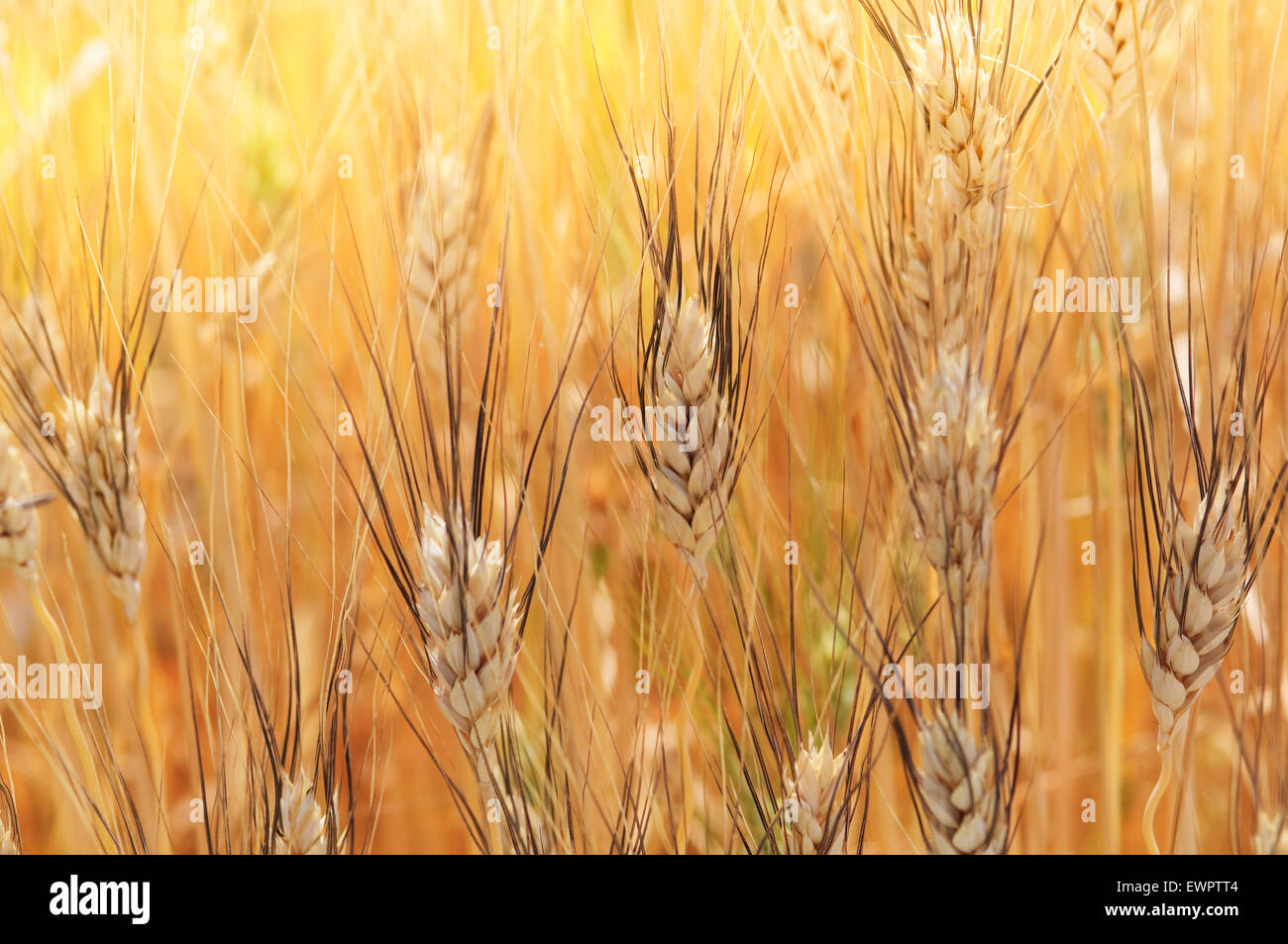 Triticum durum hi-res stock photography and images - Alamy
