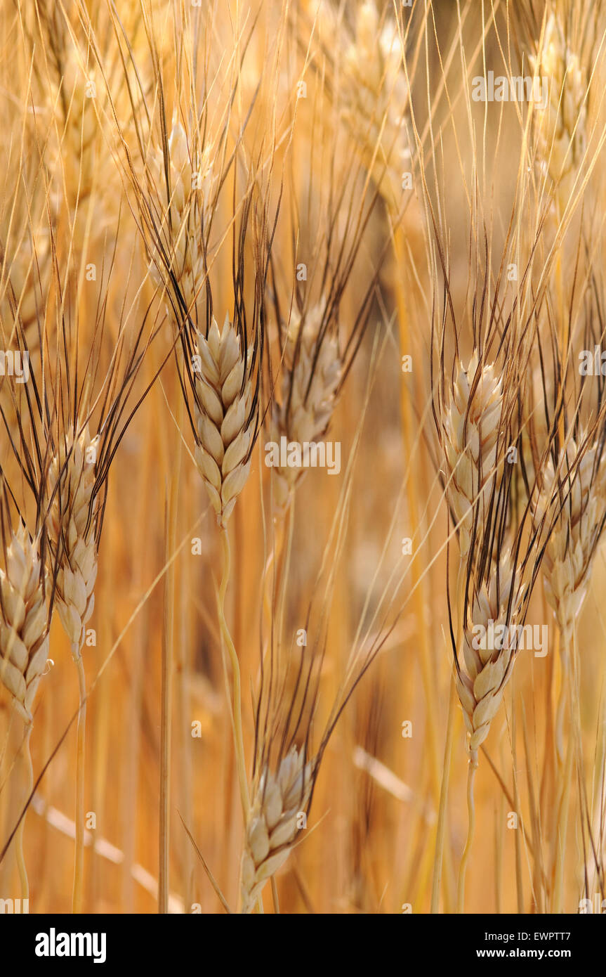 Durum Wheat, Triticum durum Stock Photo - Alamy