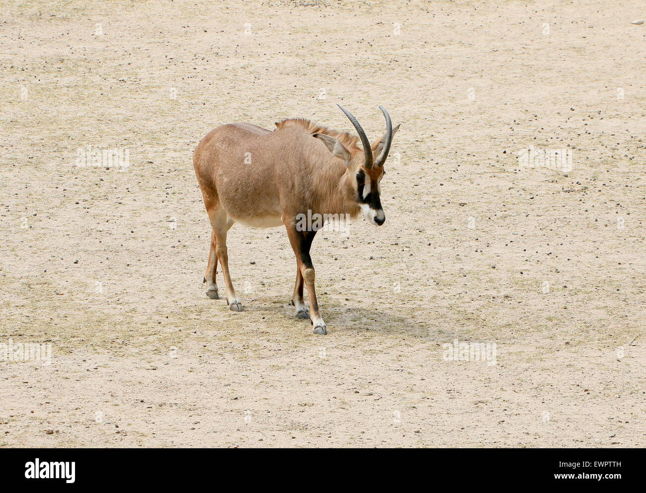 Roan antelope (Hippotragus equinus) walking Stock Photo - Alamy