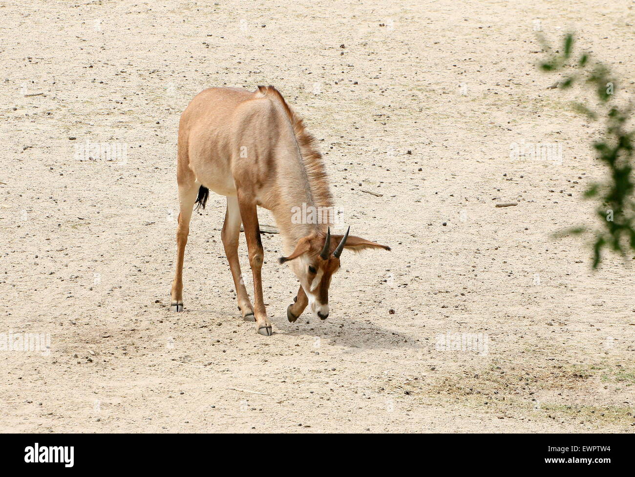 Roan antelope (Hippotragus equinus) walking and grazing Stock Photo - Alamy