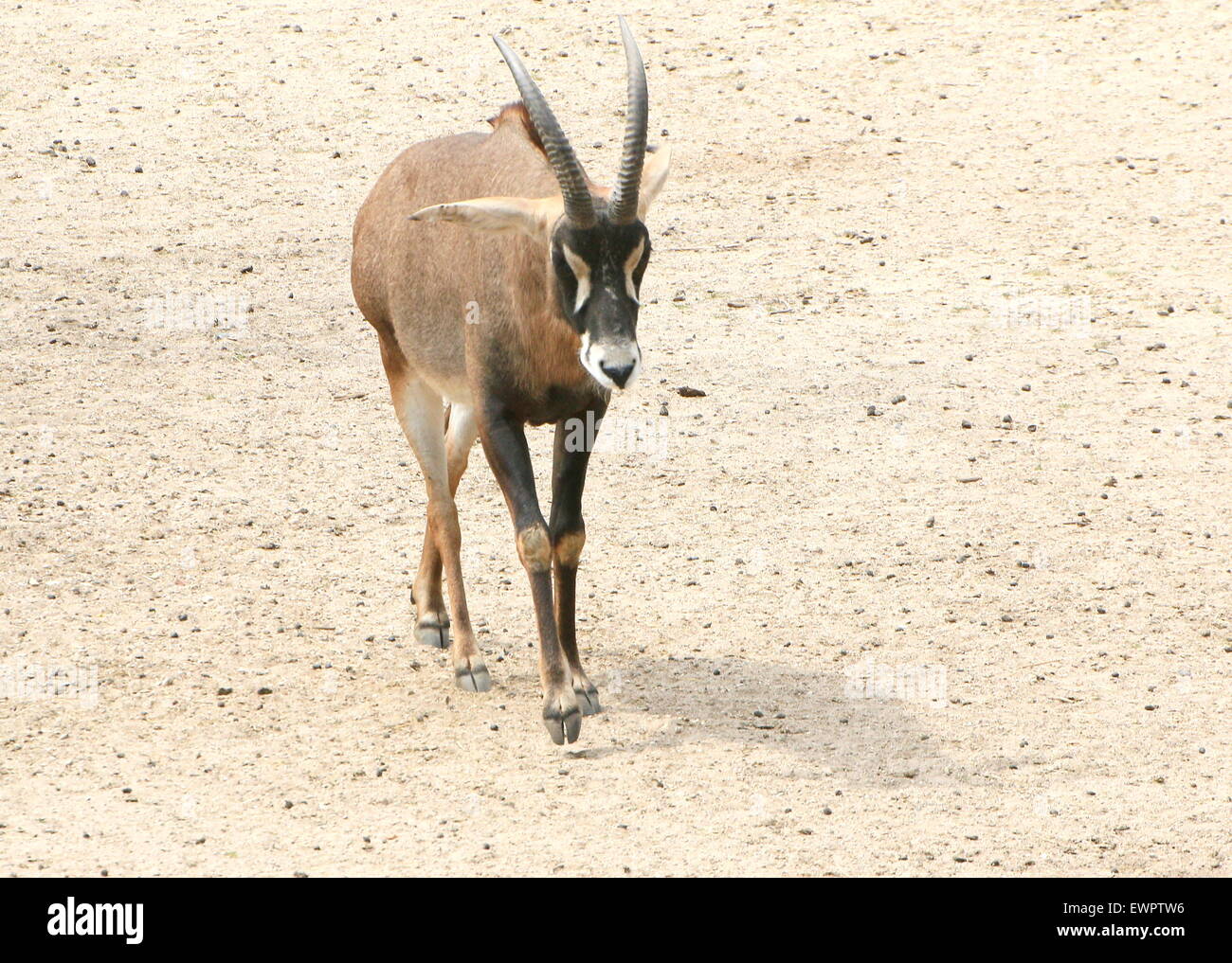 Roan antelope (Hippotragus equinus) walking Stock Photo - Alamy