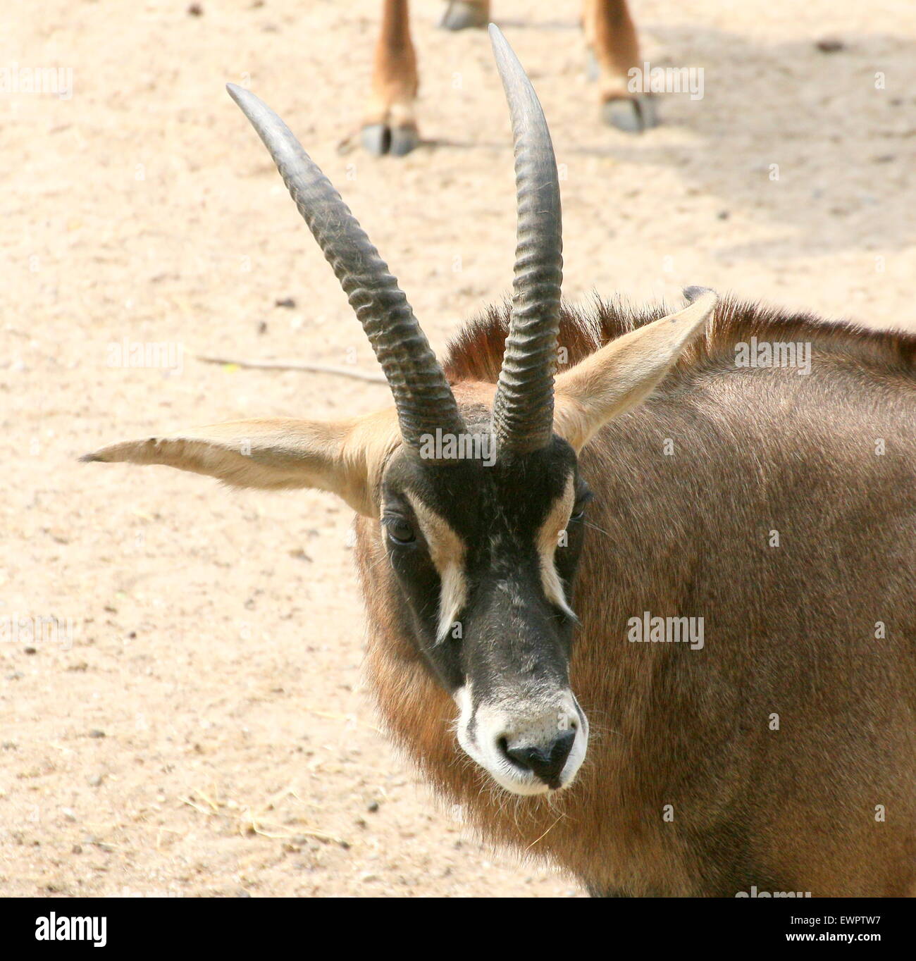 Male Roan antelope (Hippotragus equinus) closeup Stock Photo - Alamy