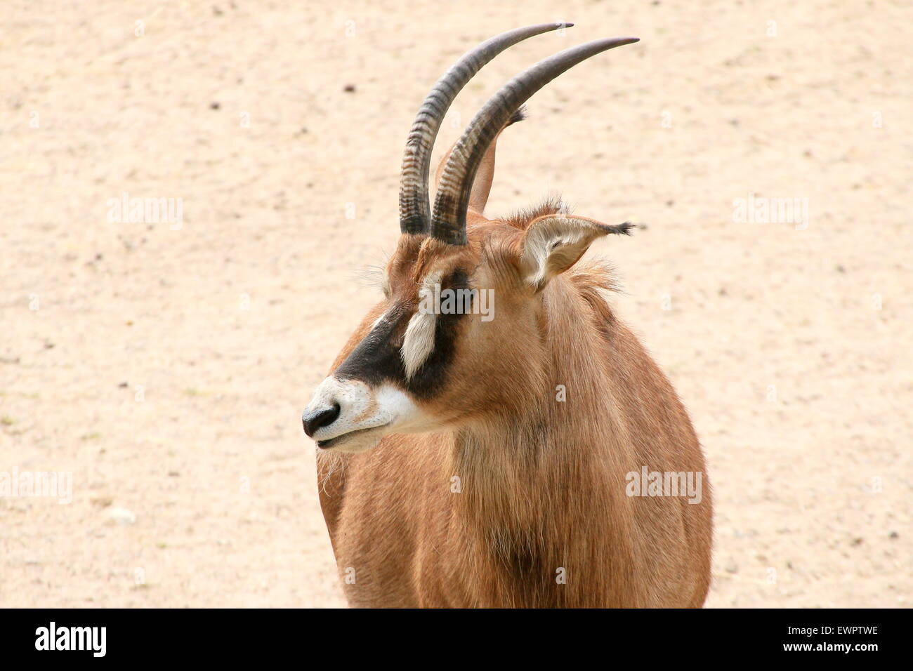 Roan antelope (Hippotragus equinus) closeup of the head, seen in ...