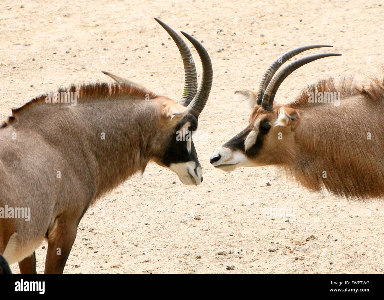 Male (left) and female Roan antelope (Hippotragus equinus) greeting ...