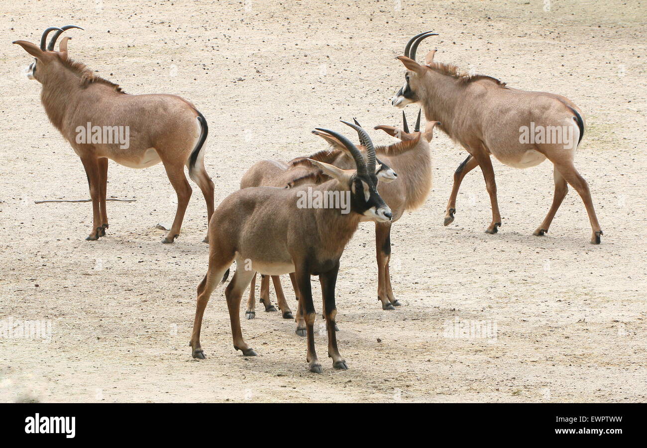 Group of five African Roan antelopes (Hippotragus equinus Stock Photo ...
