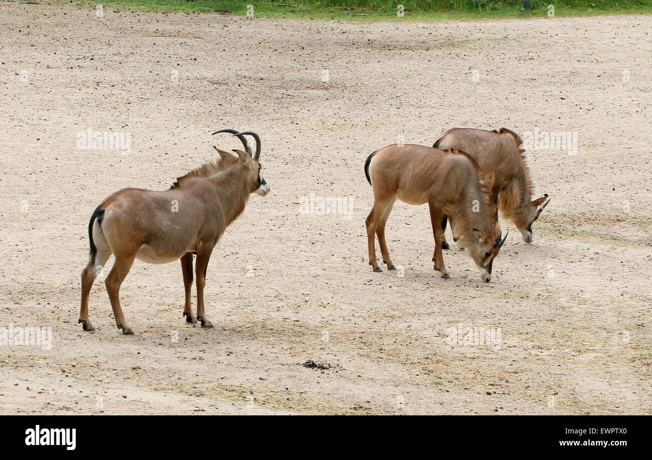 Group of three African Roan antelopes (Hippotragus equinus Stock Photo ...