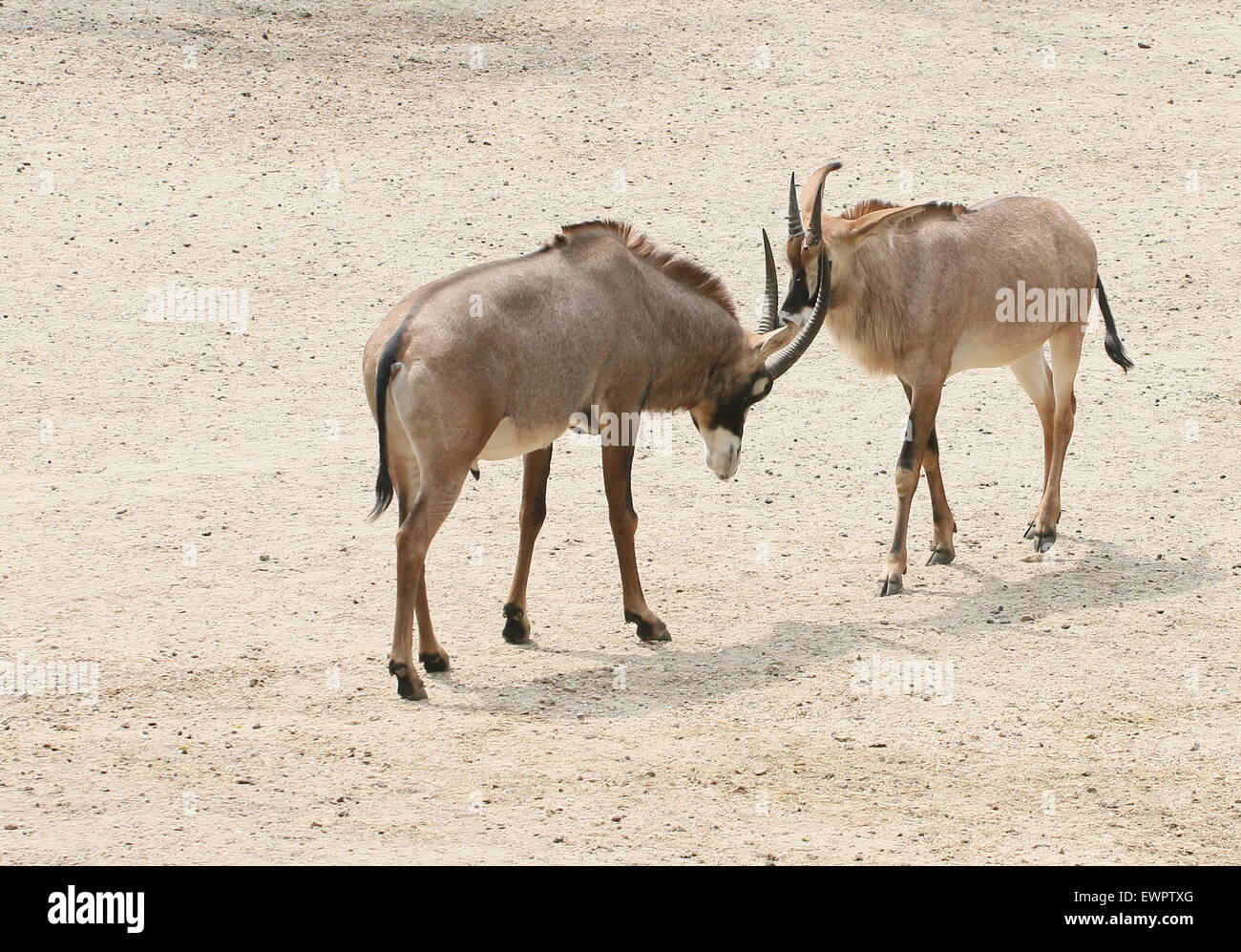 Male Roan antelopes (Hippotragus equinus) locking horns Stock Photo - Alamy
