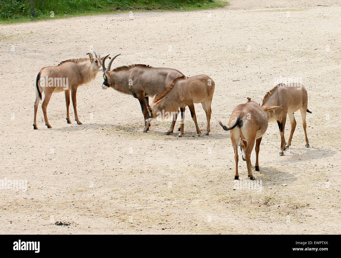 Group of African Roan antelopes (Hippotragus equinus Stock Photo - Alamy