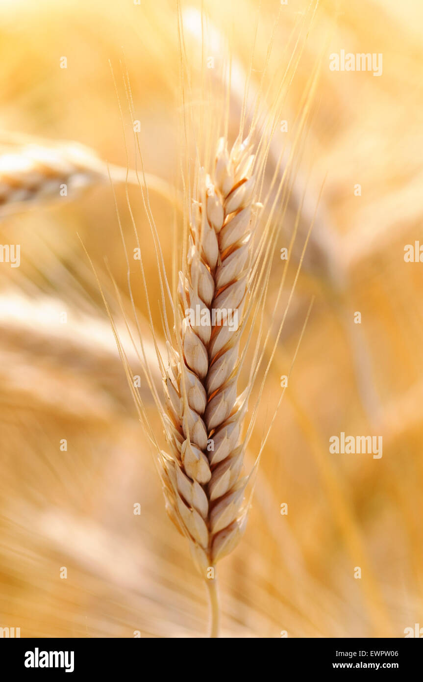 Ears of Triticale, Triticosecale Stock Photo - Alamy