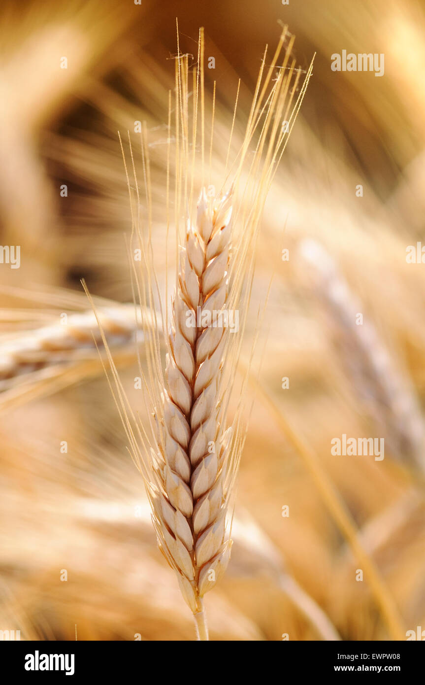 Ears of Triticale, Triticosecale Stock Photo - Alamy