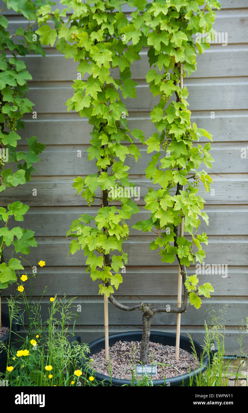 Double Cordon growing White Currant Stock Photo - Alamy