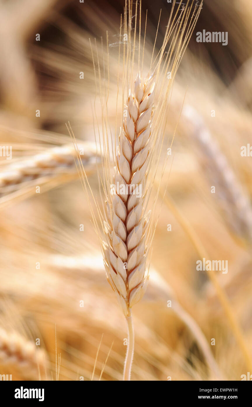 Triticale ear hi-res stock photography and images - Alamy