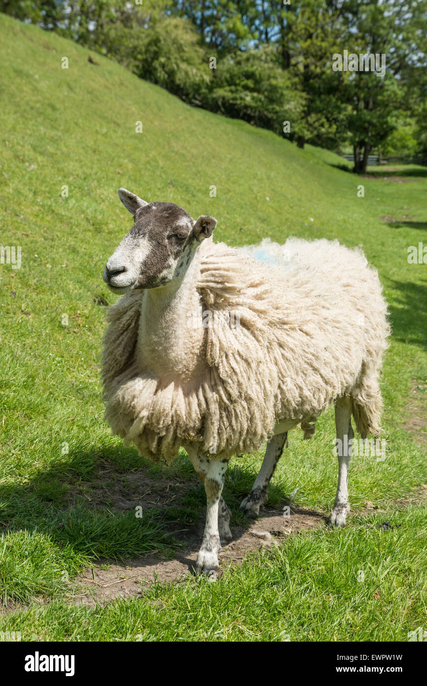 Lone lamb hi-res stock photography and images - Alamy