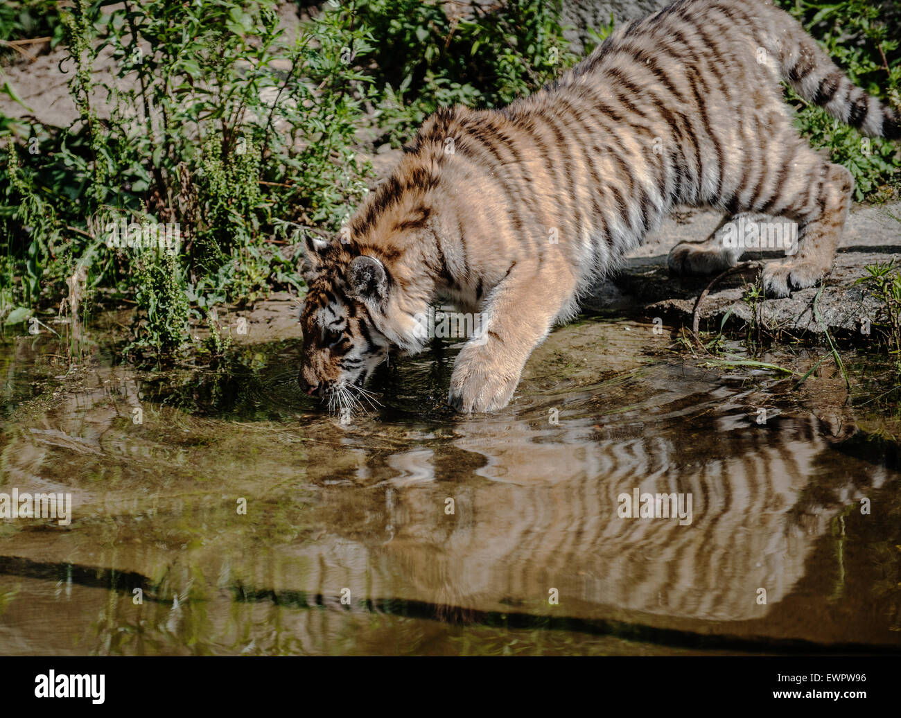 Tierpark Berlin, Germany. 29th June, 2015. Female tiger Alisha explores ...