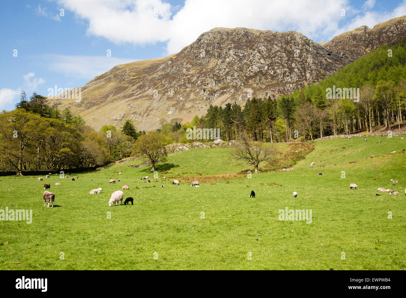 Countryside around Buttermere, Lake District national park, Cumbria ...