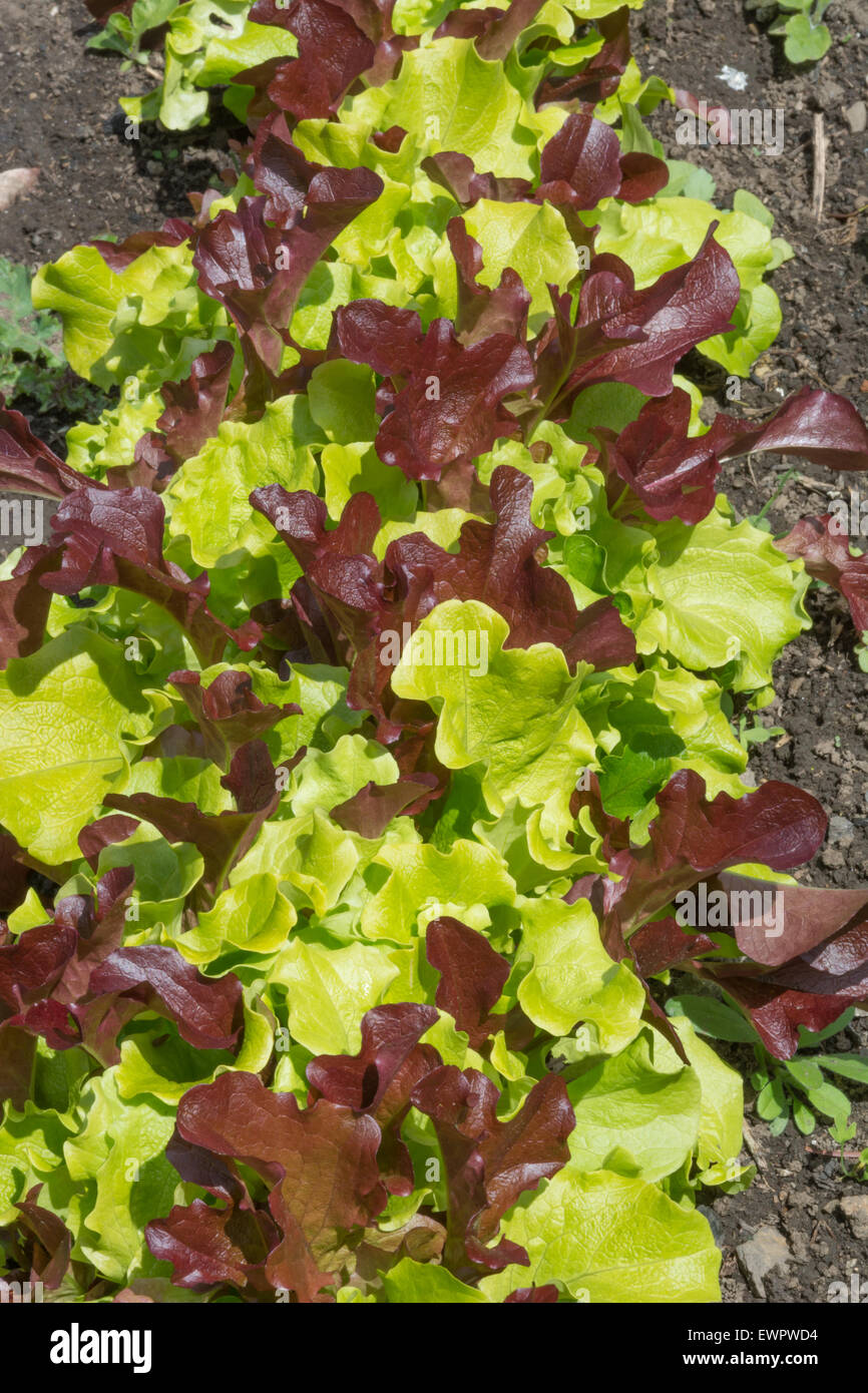 Cut and come again salad leaves hi-res stock photography and images - Alamy