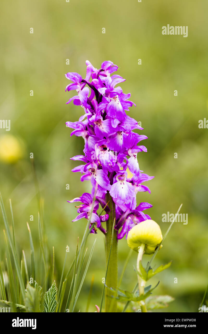 Single Early Purple orchid - orchis macula Stock Photo - Alamy