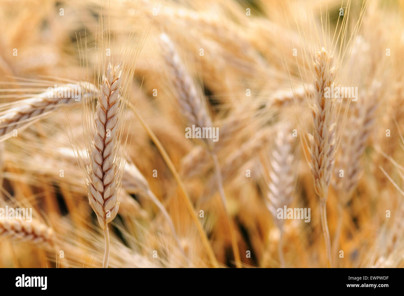Triticale acre hi-res stock photography and images - Alamy