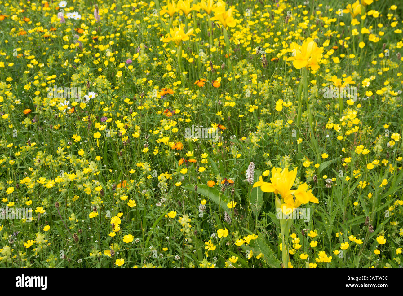 Hay rattle flower hi-res stock photography and images - Alamy