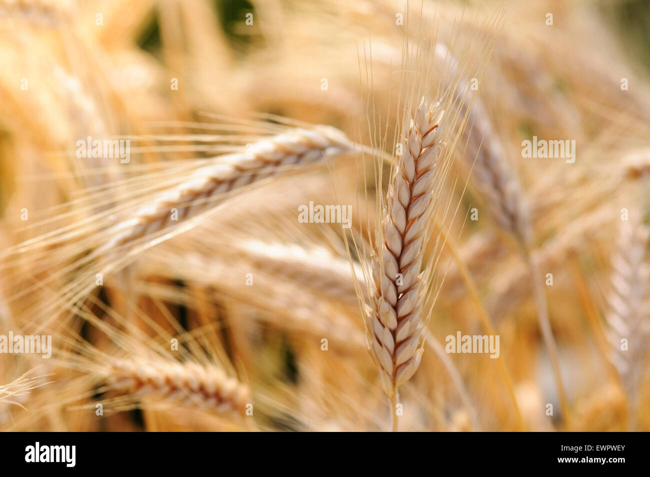 Ears of Triticale, Triticosecale Stock Photo - Alamy