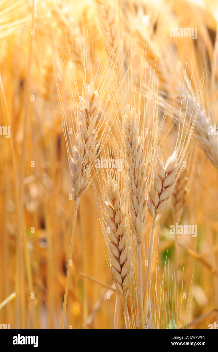 Ears of Triticale, Triticosecale Stock Photo - Alamy