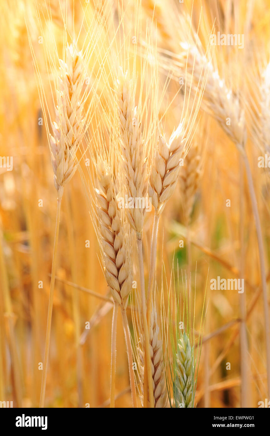 Triticale acre hi-res stock photography and images - Alamy