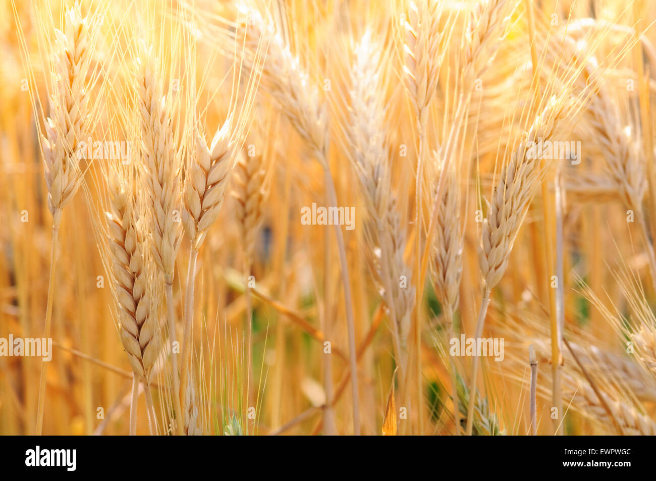 Ears of Triticale, Triticosecale Stock Photo - Alamy