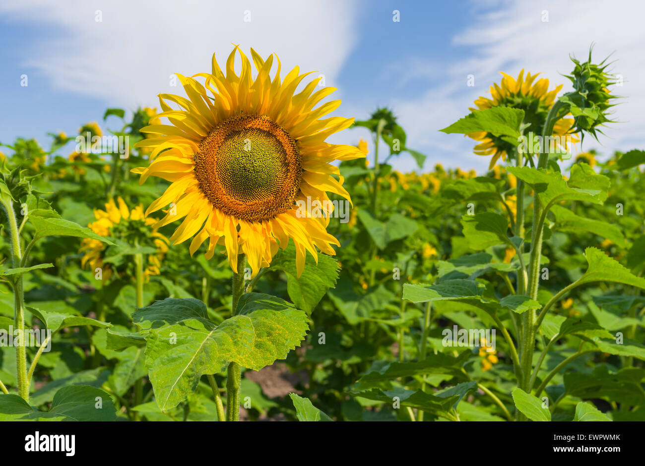 Sunflower field at flowering time in Ukraine Stock Photo - Alamy