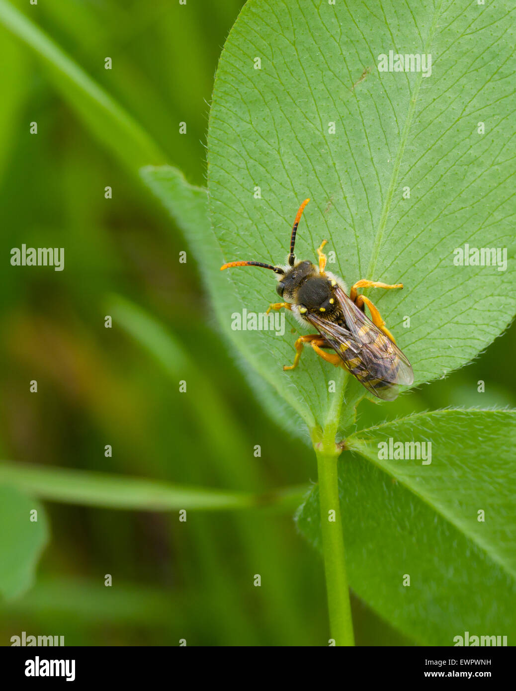 Wee wee time hi-res stock photography and images - Alamy