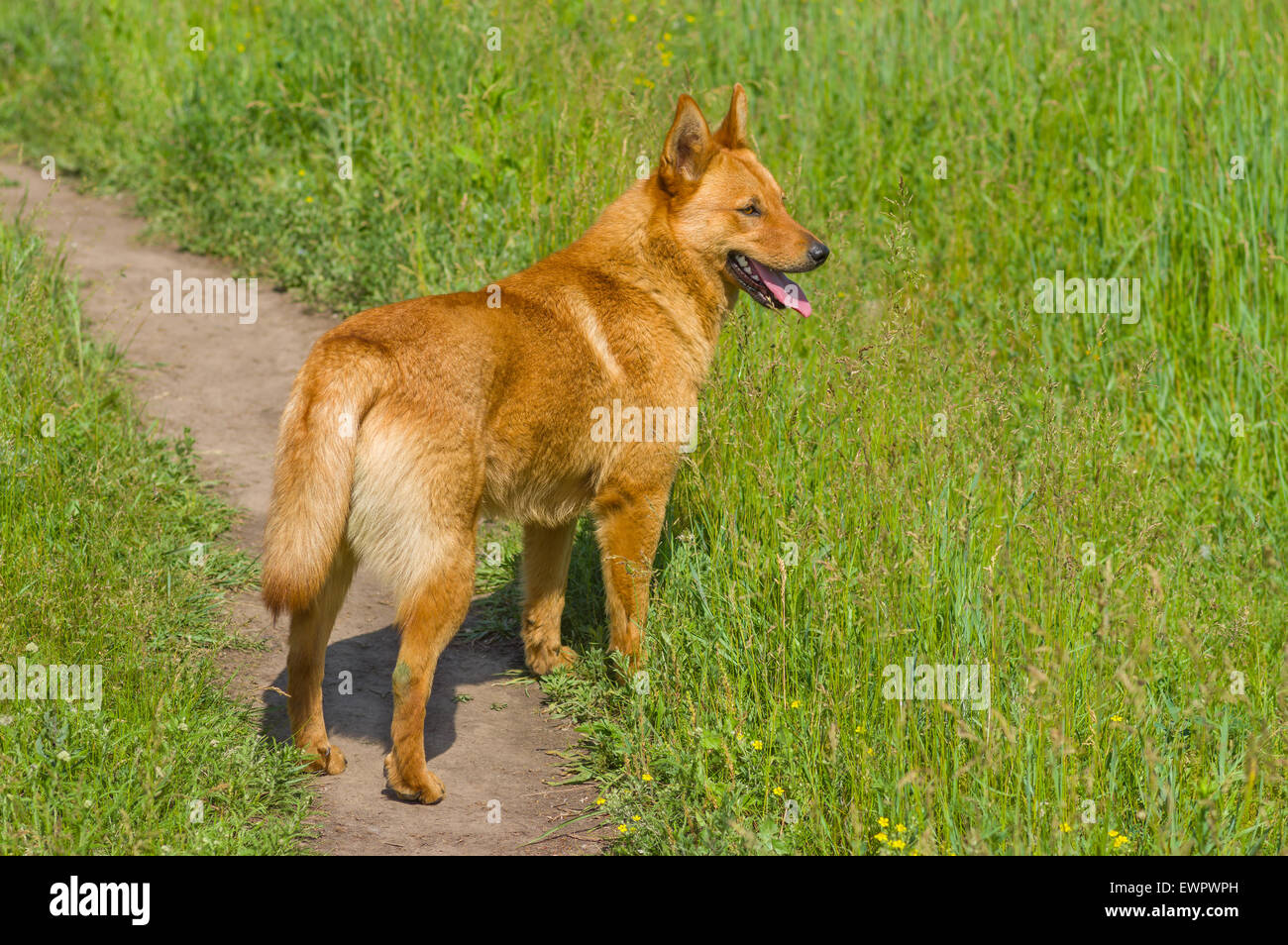 Cross breed sheep hi-res stock photography and images - Alamy