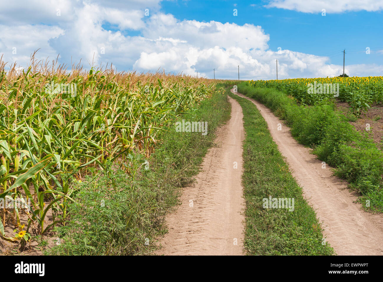 Classic Ukrainian rural landscape with road among sunflower and maize ...