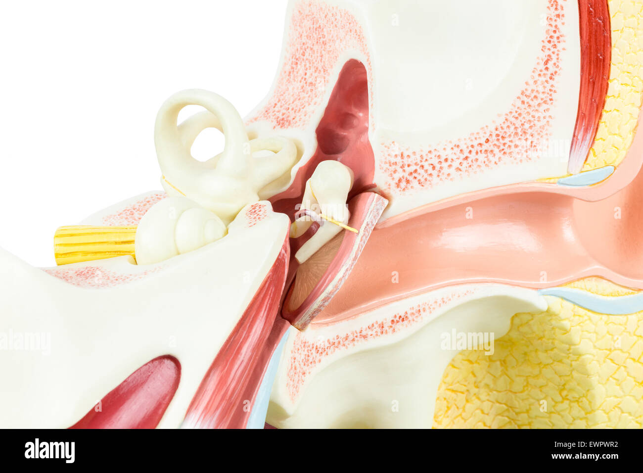 Artificial human ear model inside isolated on white background Stock ...