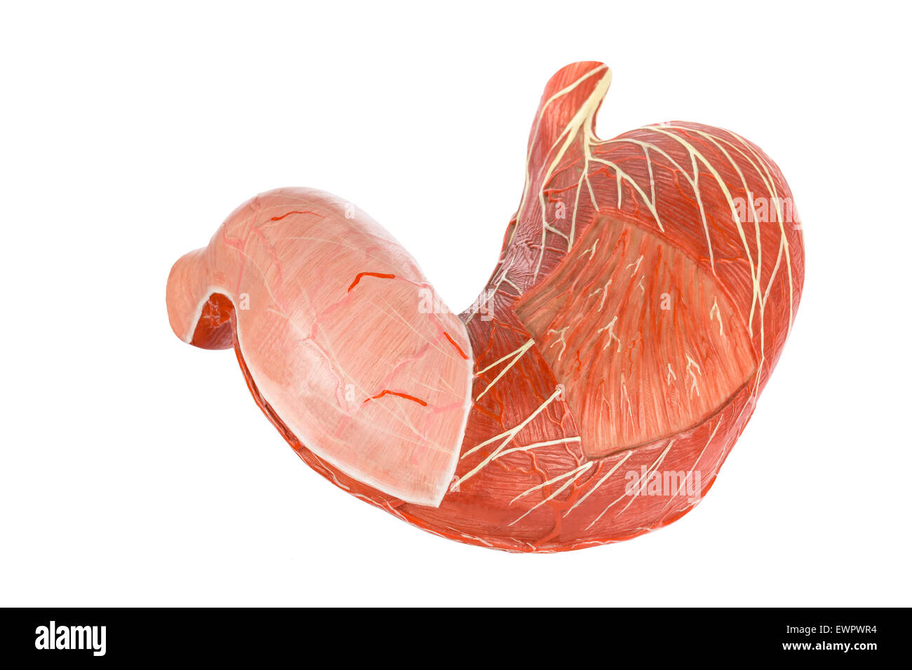 Artificial model of human digestive stomach outside isolated on white ...