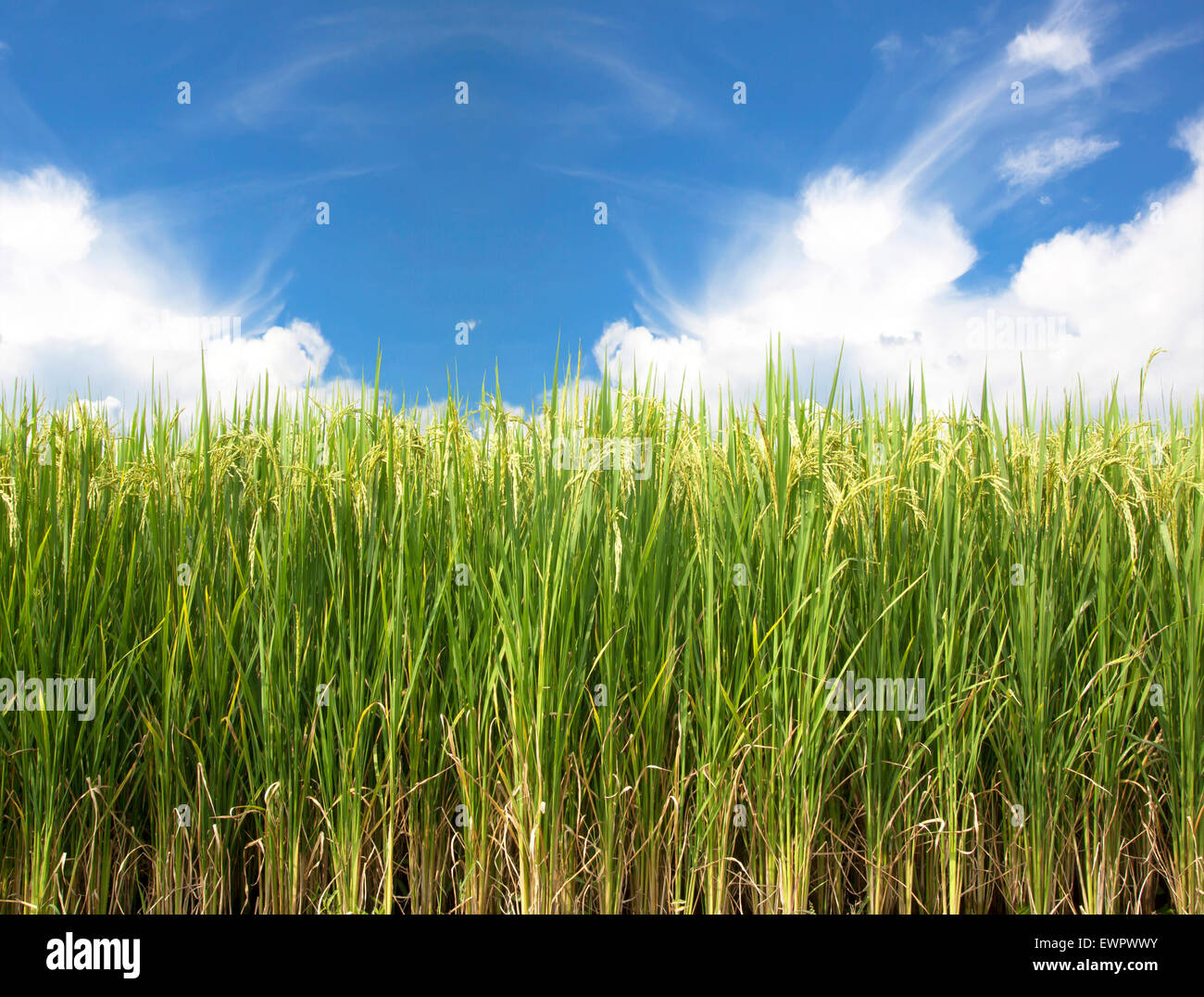 Rice fields of natural food in Asia Stock Photo - Alamy