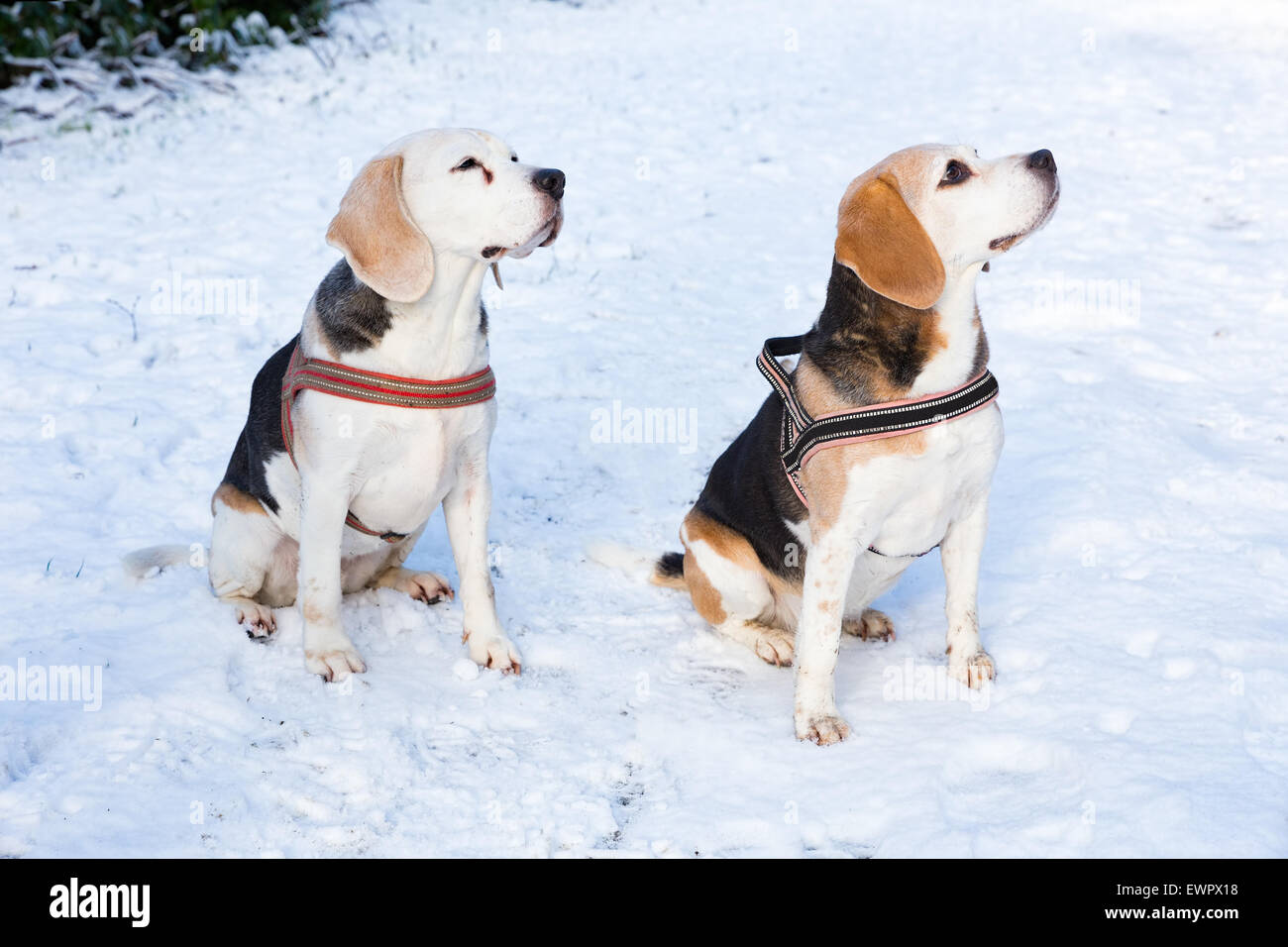 Two hunting dogs sitting together in snow during winter season Stock ...