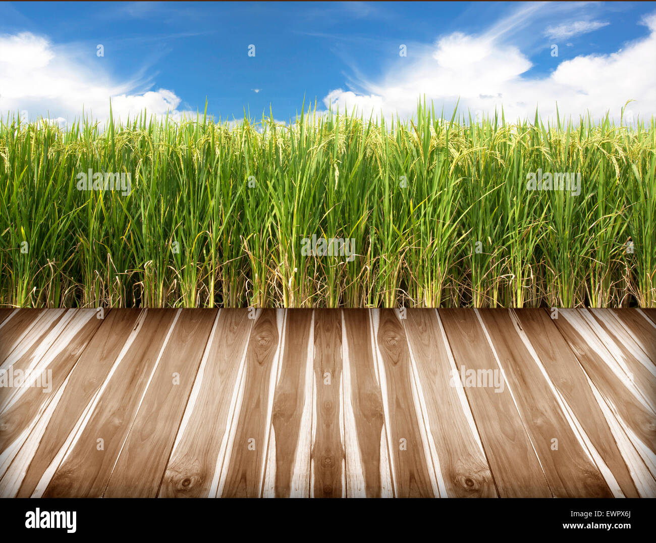Rice fields of natural food in Asia Stock Photo - Alamy
