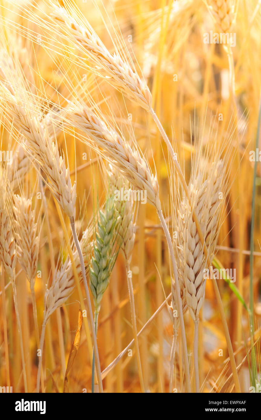 Triticale hi-res stock photography and images - Alamy