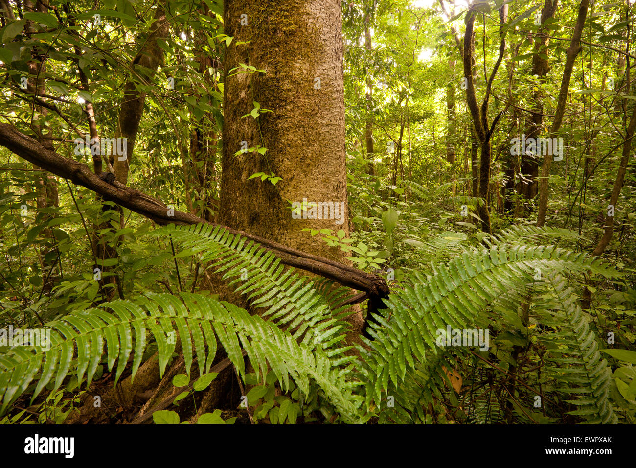 Inside the rainforest of Cerro Hoya national park, Veraguas province ...