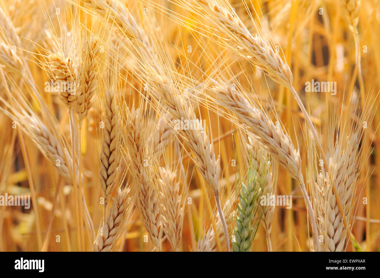 Triticale hi-res stock photography and images - Alamy